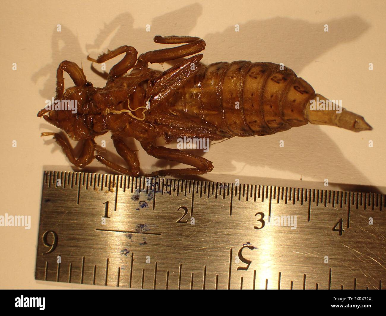 Horned Clubtail (Arigomphus cornutus) Insecta Stock Photo - Alamy