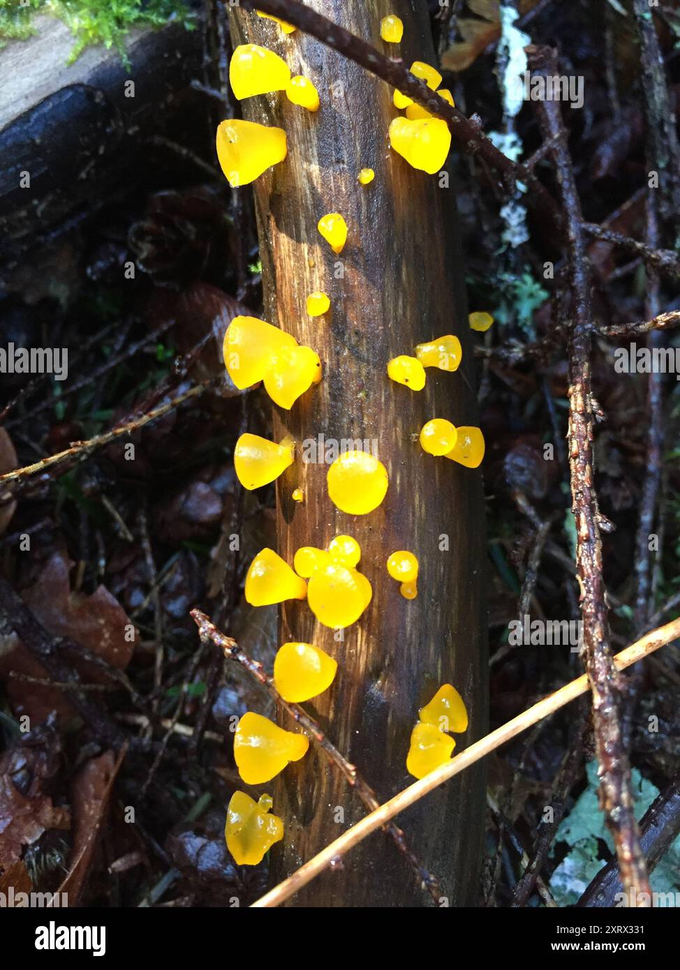 alpine jelly cone (Guepiniopsis alpina) Fungi Stock Photo - Alamy