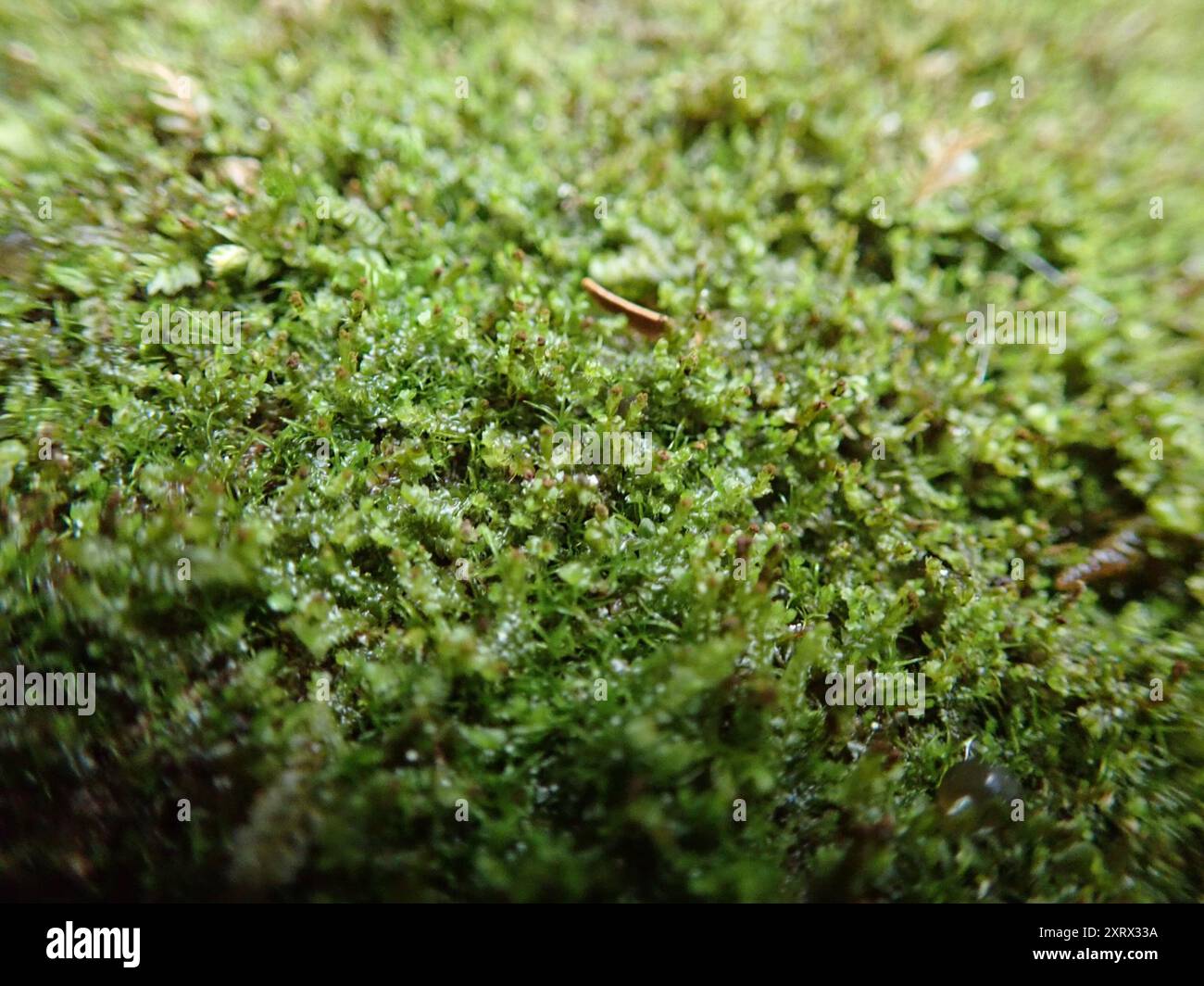 leafy and simple thalloid liverworts (Jungermanniopsida) Plantae Stock ...