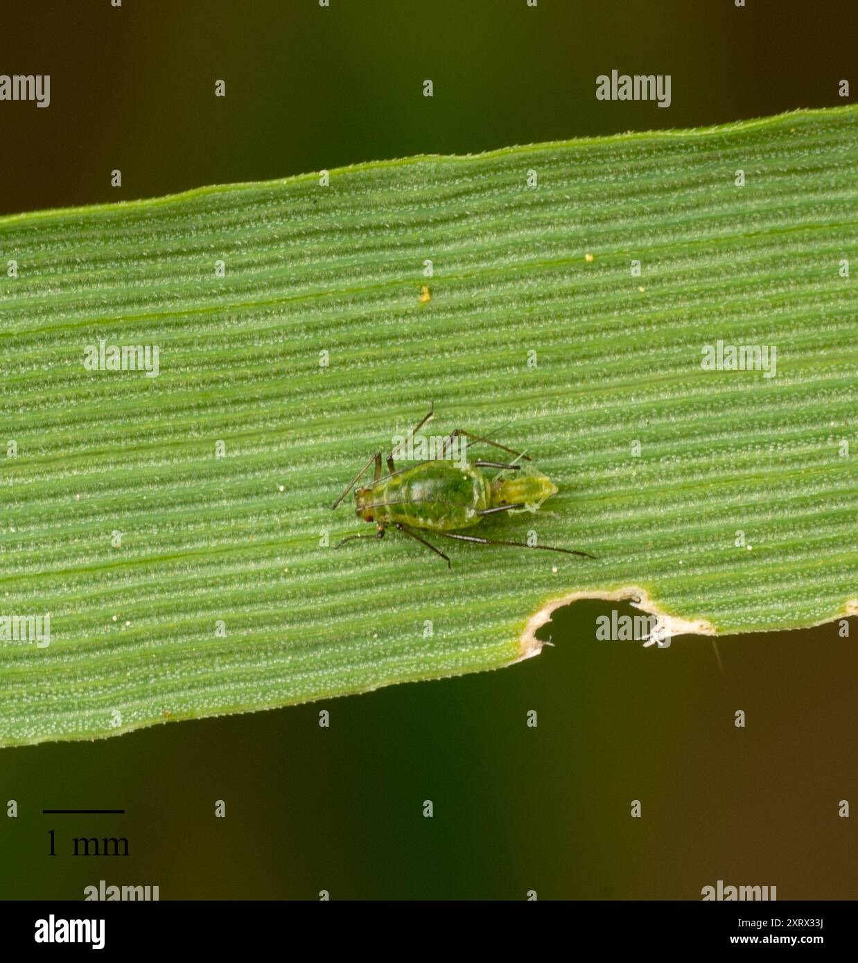 Grain Aphid (Sitobion fragariae) Insecta Stock Photo - Alamy
