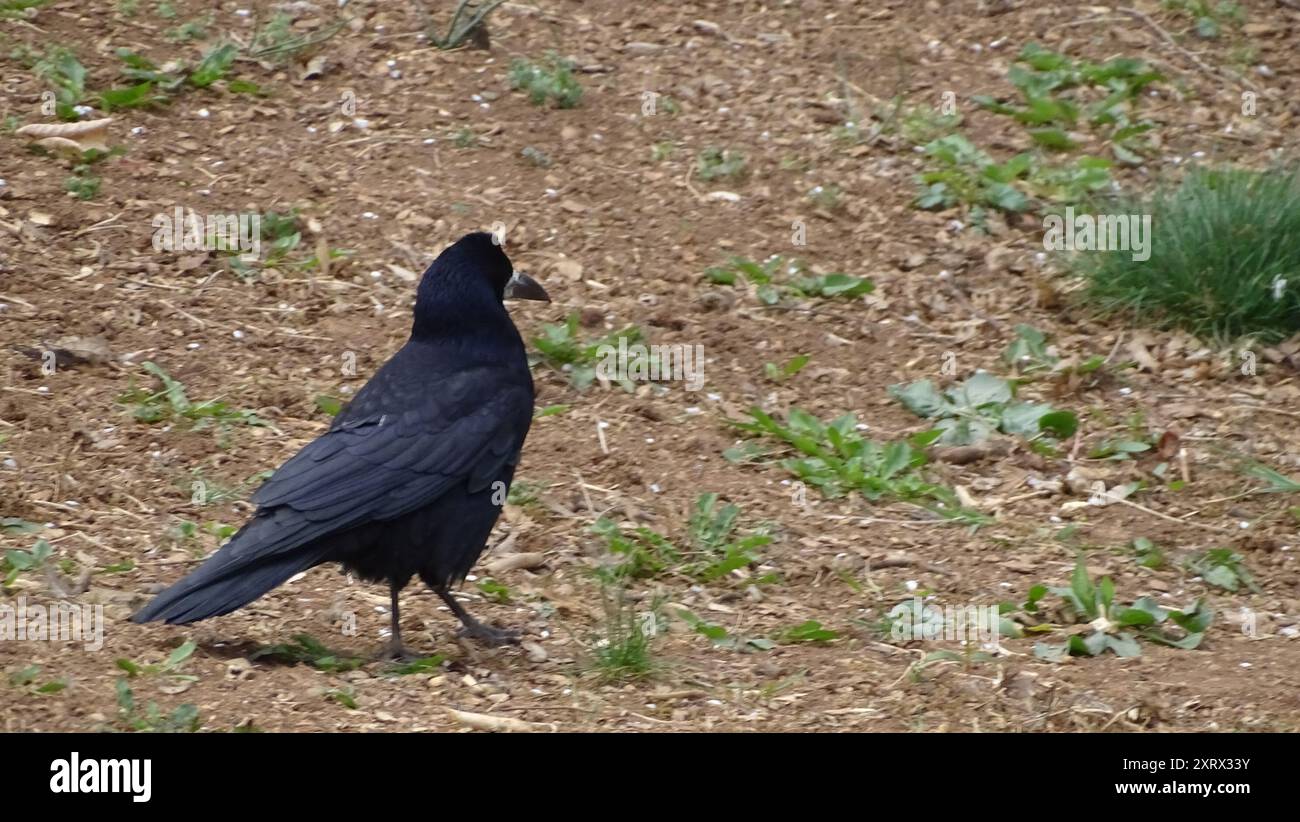 Rook (Corvus frugilegus) Aves Stock Photo - Alamy