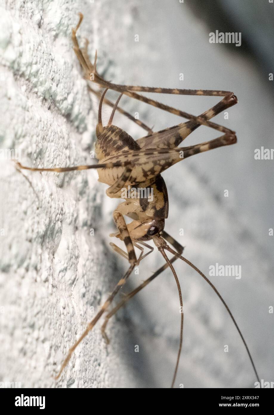 Japanese Camel Cricket (Diestrammena japanica) Insecta Stock Photo - Alamy