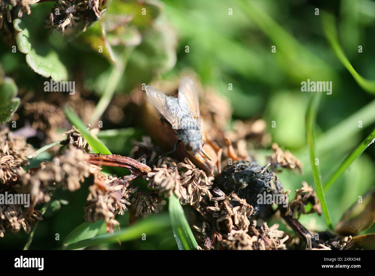 Cluster Flies (Pollenia) Insecta Stock Photo - Alamy