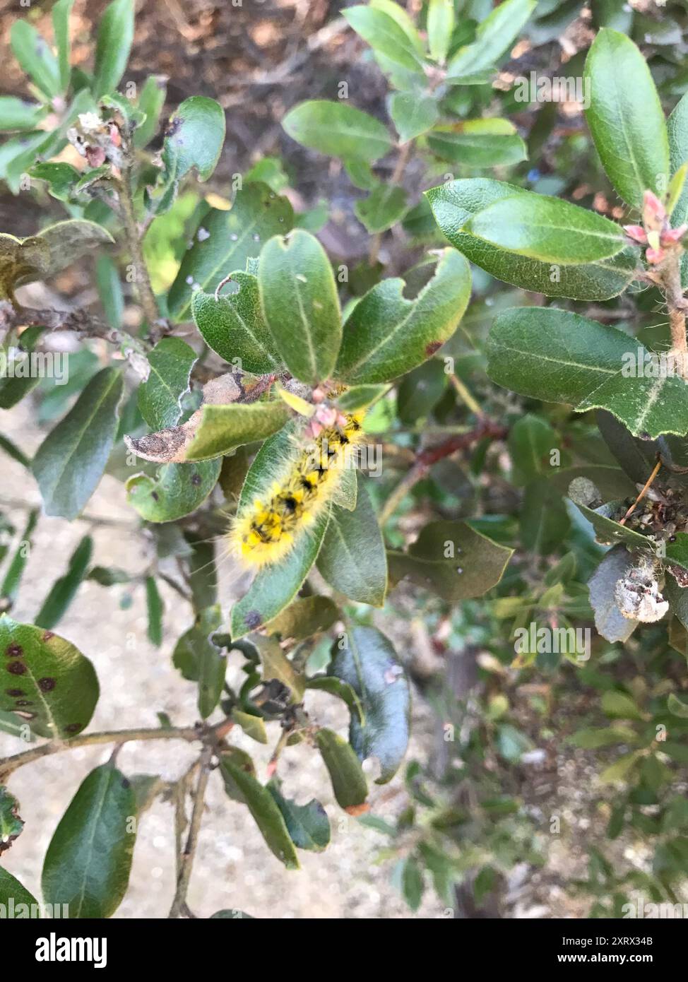Silver-spotted Tiger Moth (Lophocampa argentata) Insecta Stock Photo ...