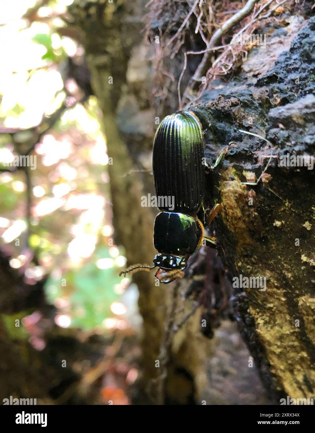 Horned Passalus Beetle (Odontotaenius disjunctus) Insecta Stock Photo ...