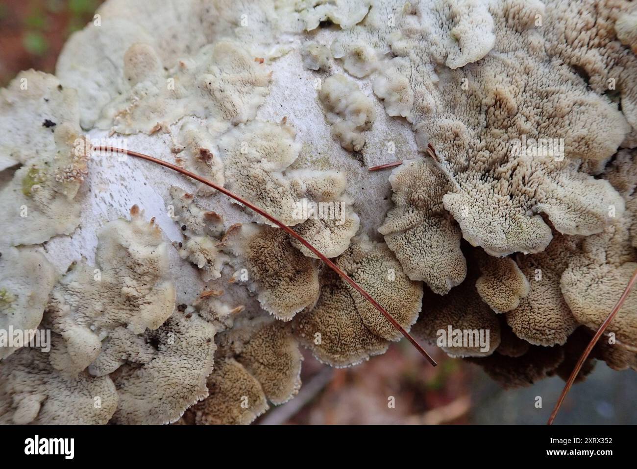 Milk-white Toothed Polypore (Irpex lacteus) Fungi Stock Photo - Alamy