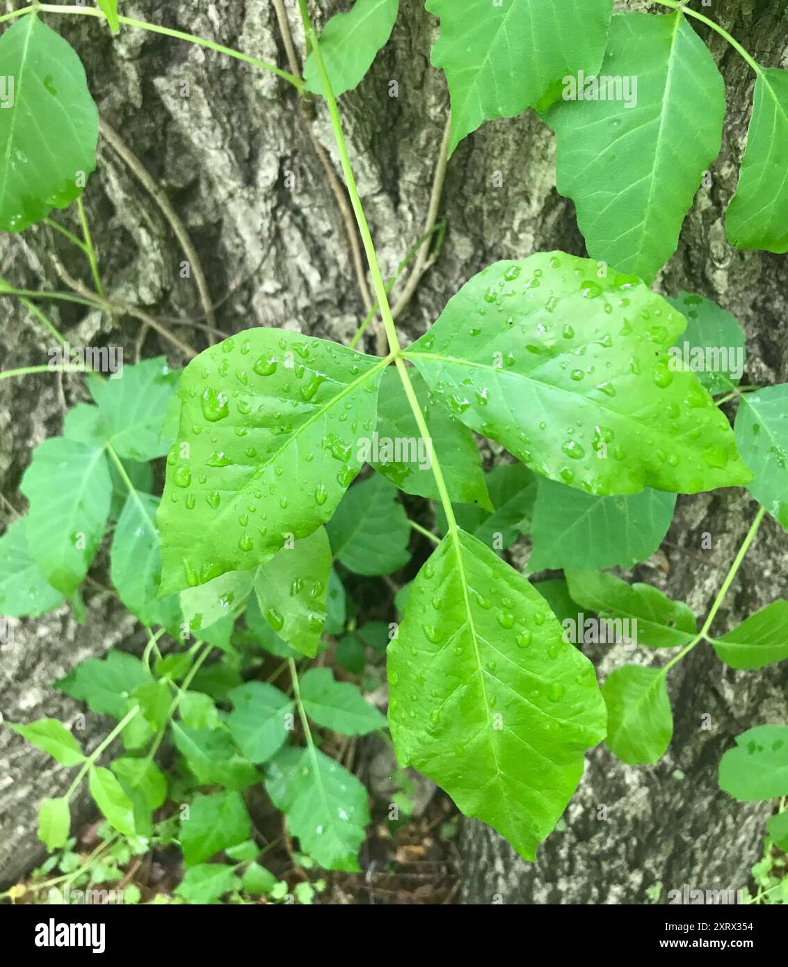 eastern poison ivy (Toxicodendron radicans) Plantae Stock Photo - Alamy