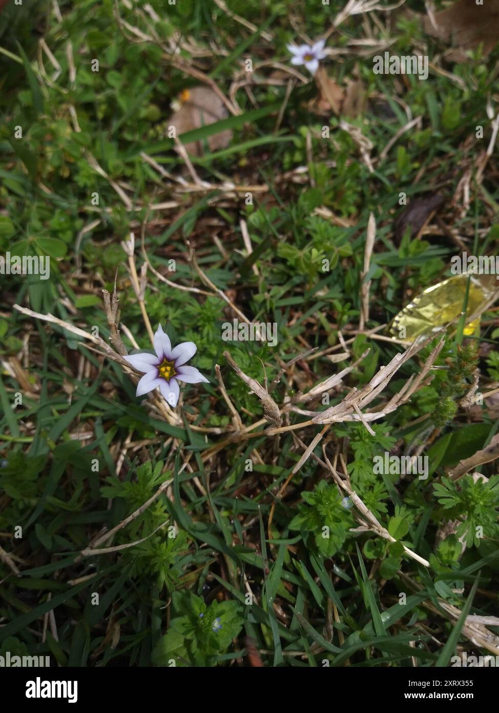 Blue Pigroot (Sisyrinchium micranthum) Plantae Stock Photo - Alamy