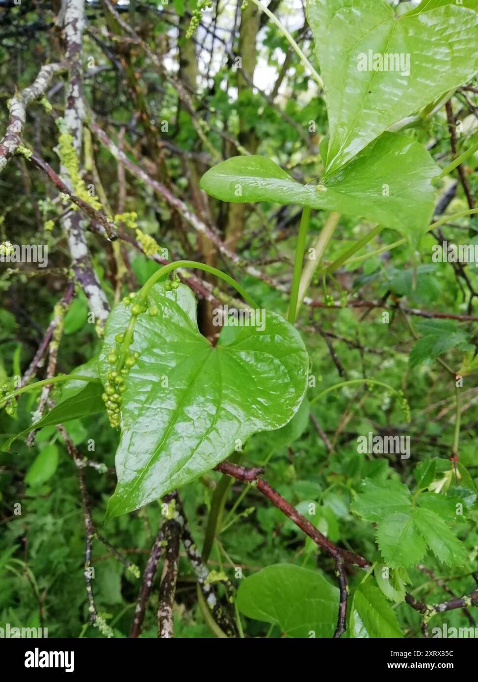 Black Bryony (Dioscorea communis) Plantae Stock Photo - Alamy