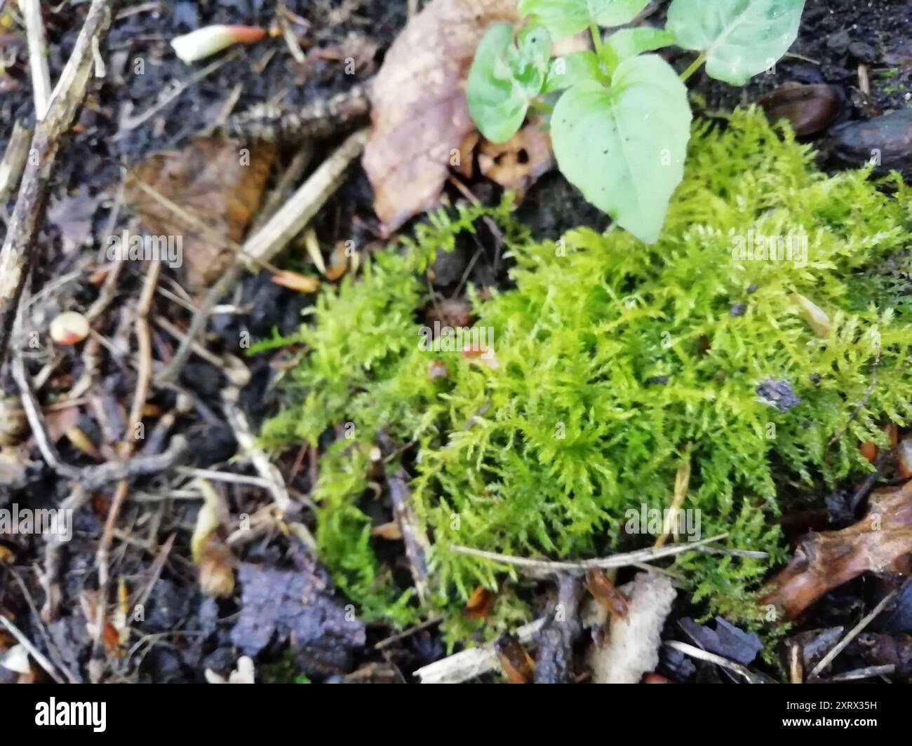 Common Feather-moss (Kindbergia praelonga) Plantae Stock Photo - Alamy