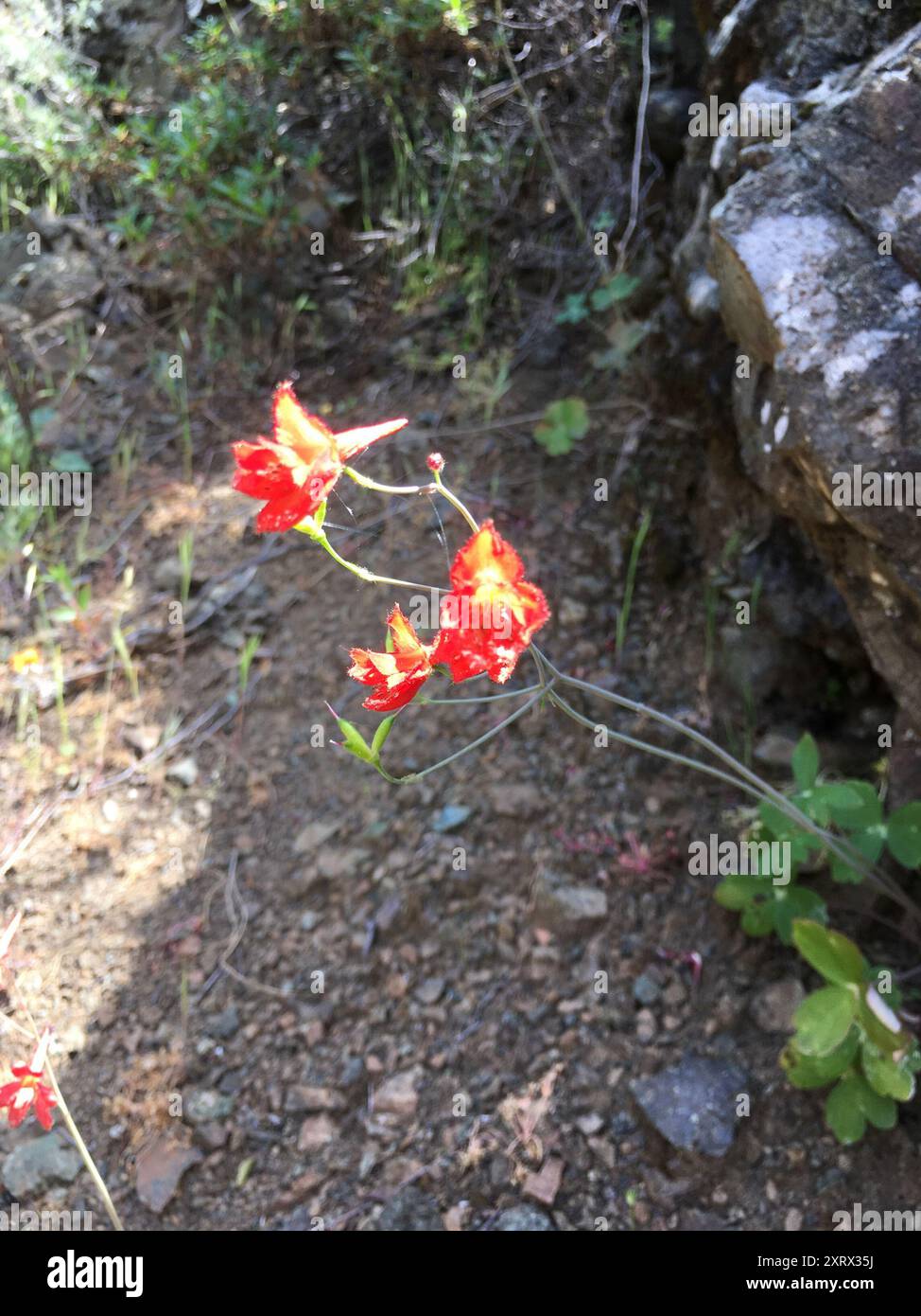 Red larkspur (Delphinium nudicaule) Plantae Stock Photo - Alamy
