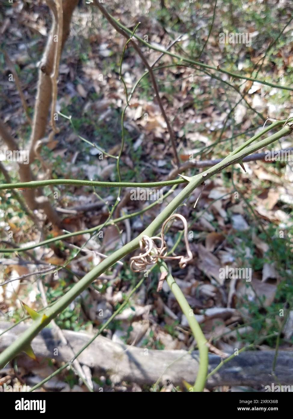 roundleaf greenbrier (Smilax rotundifolia) Plantae Stock Photo - Alamy