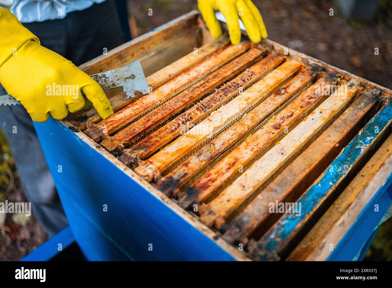 Beekeeper Beekeeping the Hanging Wooden Beehive Frames with a Hive Tool ...