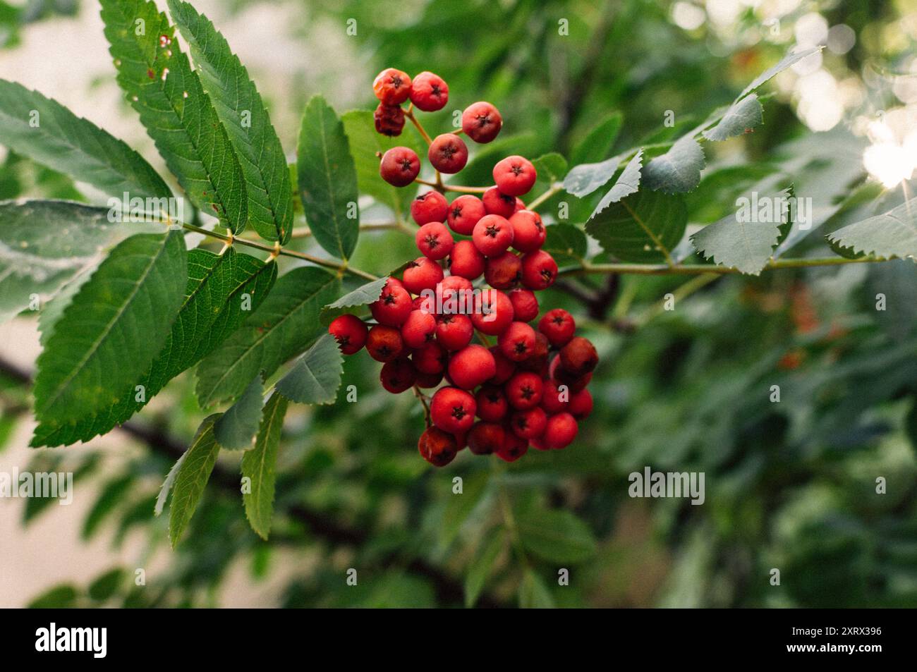 A cluster of red berries on a tree branch. The berries are small and ...