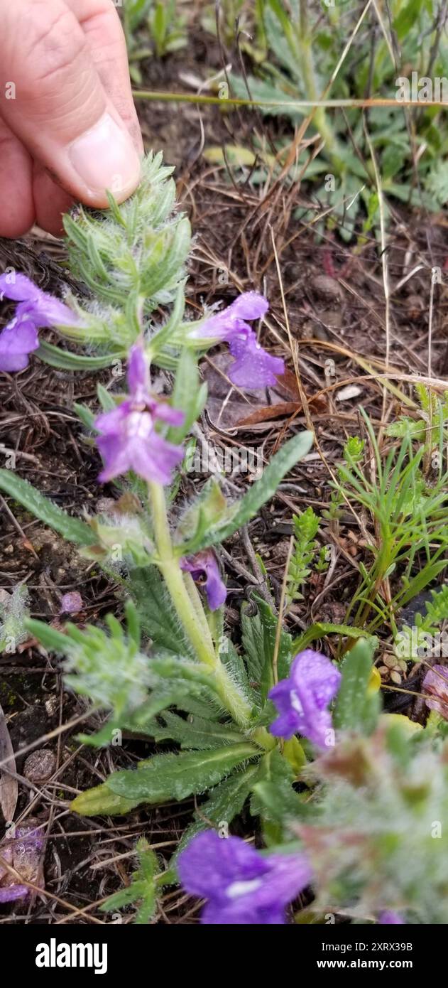 Texas Sage (Salvia texana) Plantae Stock Photo - Alamy