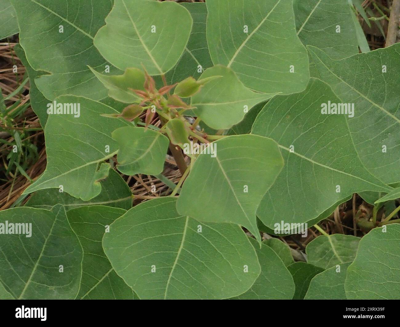 Chinese Tallow (Triadica sebifera) Plantae Stock Photo - Alamy