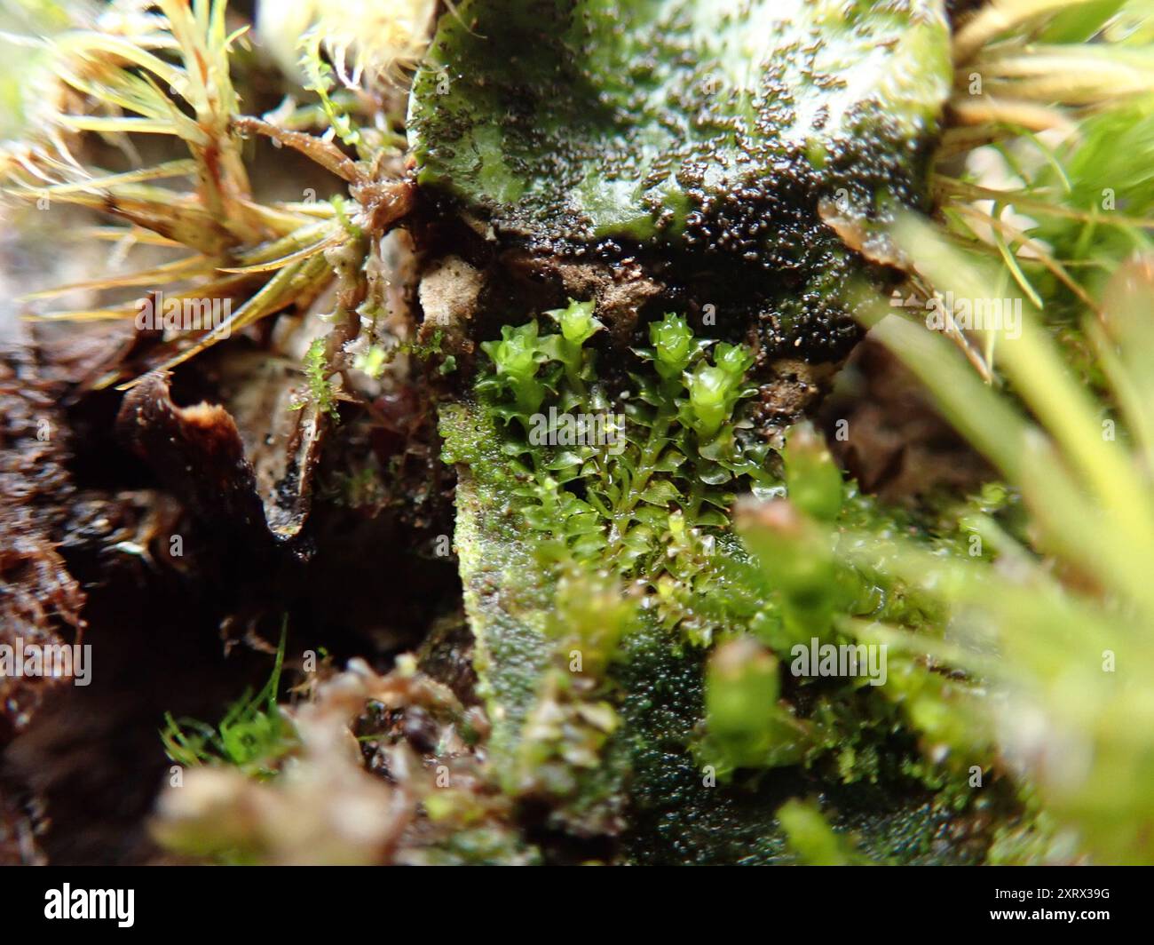 leafy and simple thalloid liverworts (Jungermanniopsida) Plantae Stock ...