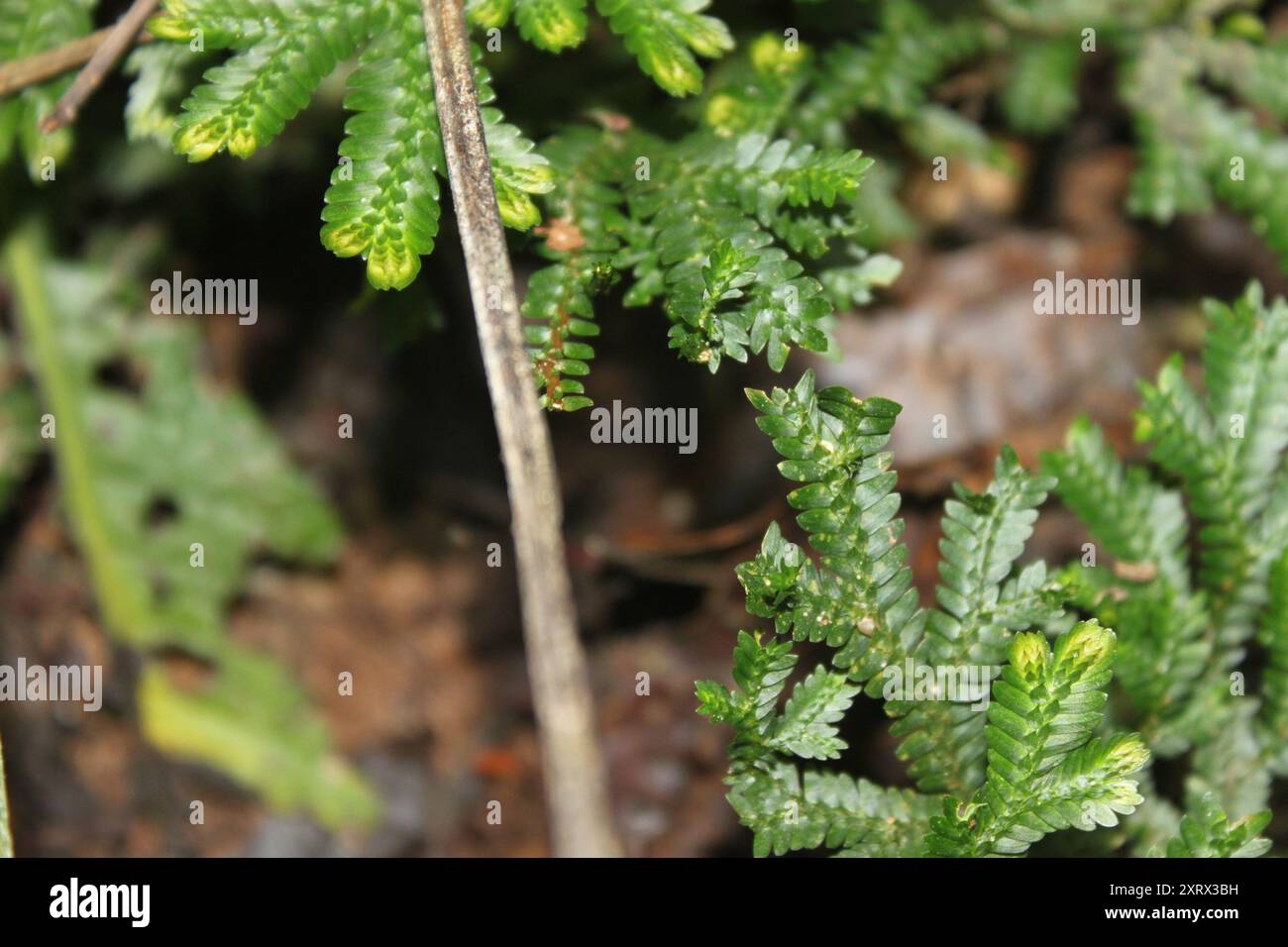spikemosses (Selaginella) Plantae Stock Photo - Alamy