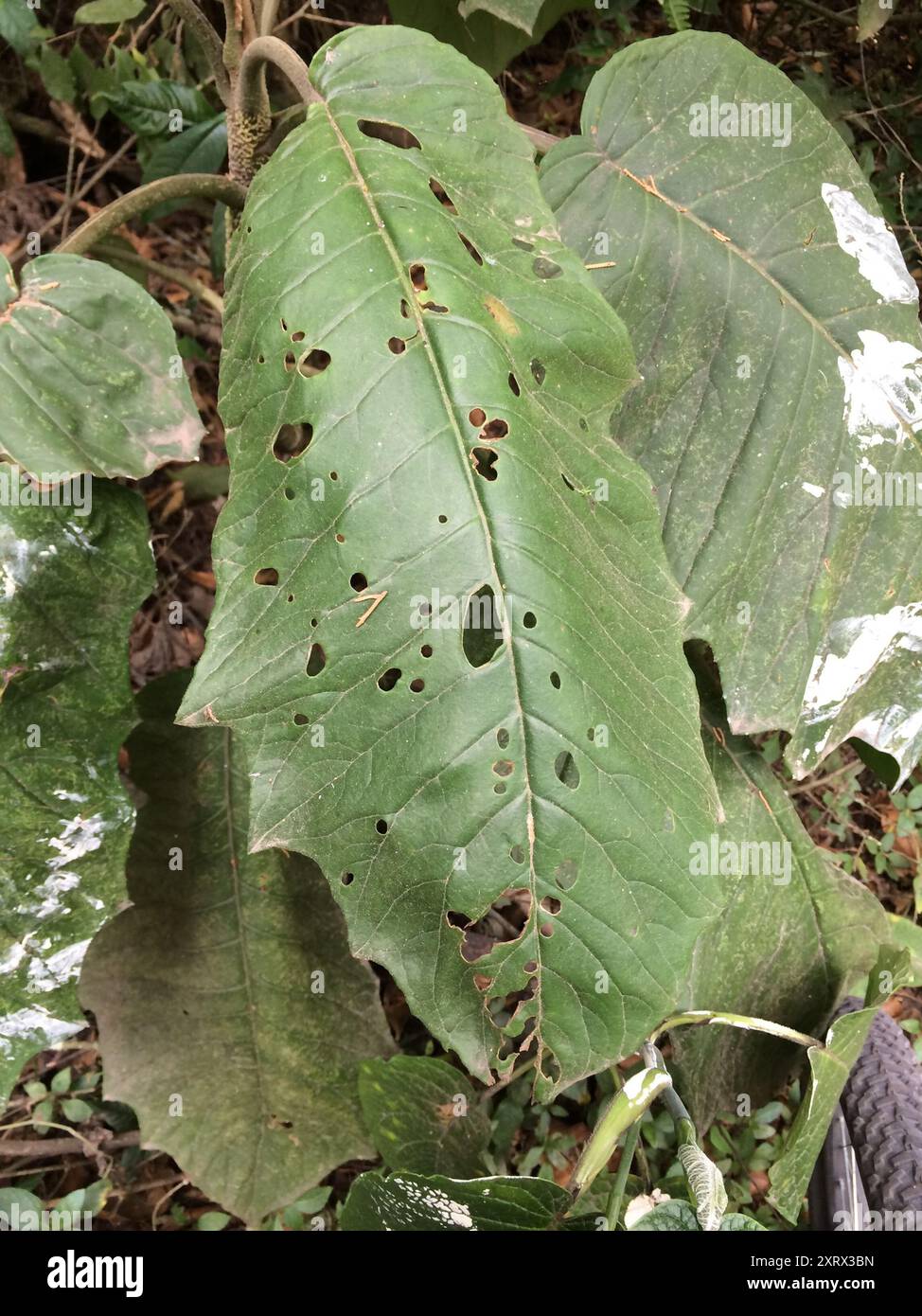 giant groundsel (Telanthophora grandifolia) Plantae Stock Photo - Alamy