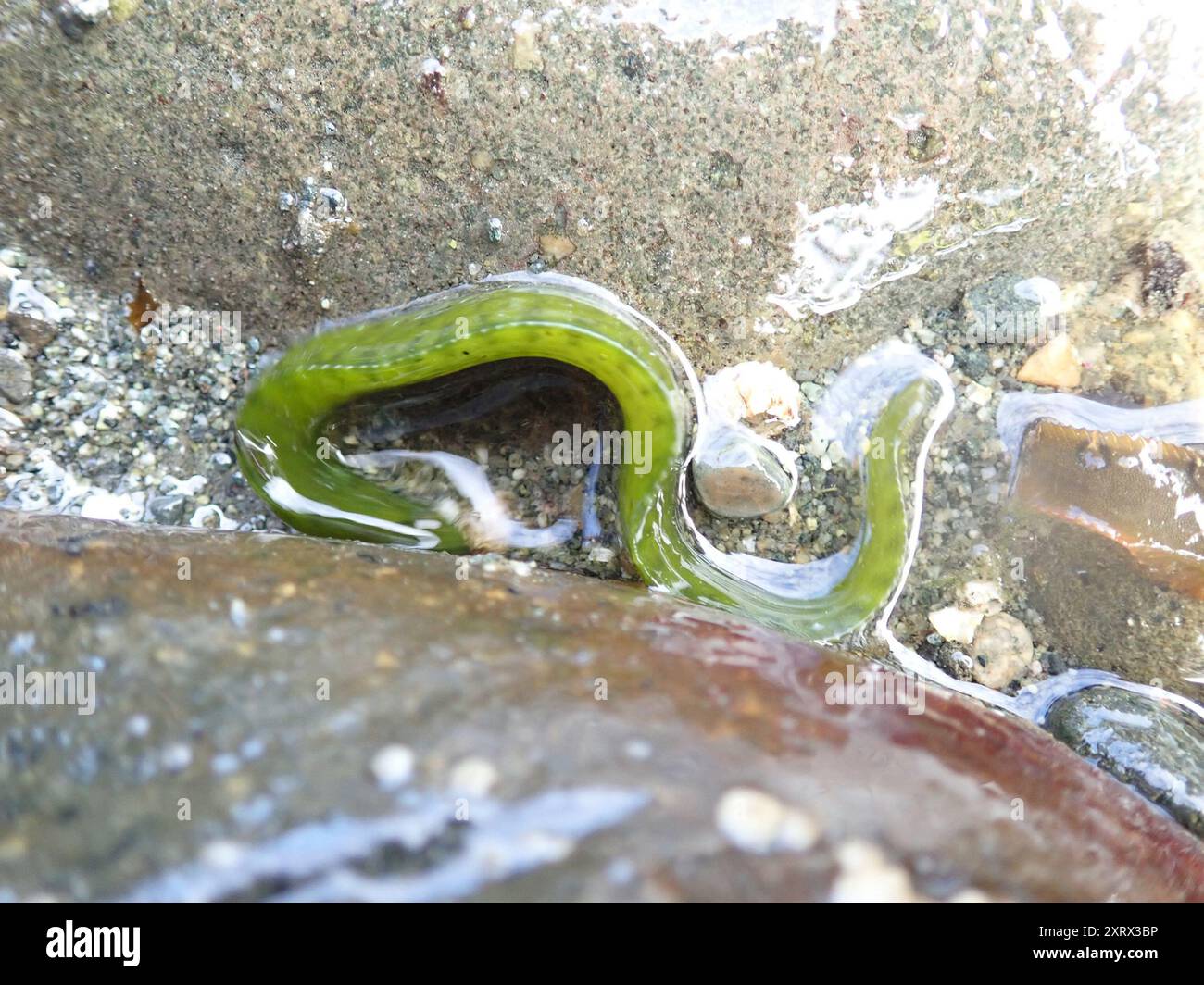 Penpoint Gunnel (Apodichthys flavidus) Actinopterygii Stock Photo - Alamy