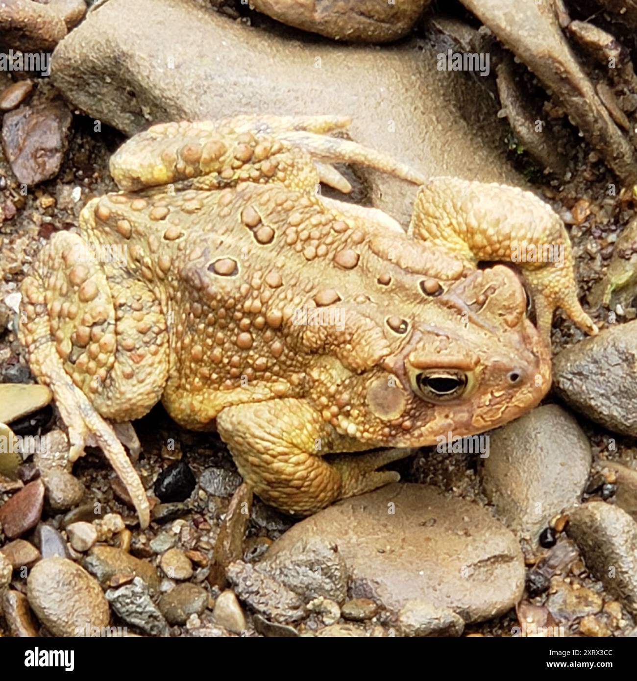 American Toad (Anaxyrus americanus) Amphibia Stock Photo - Alamy