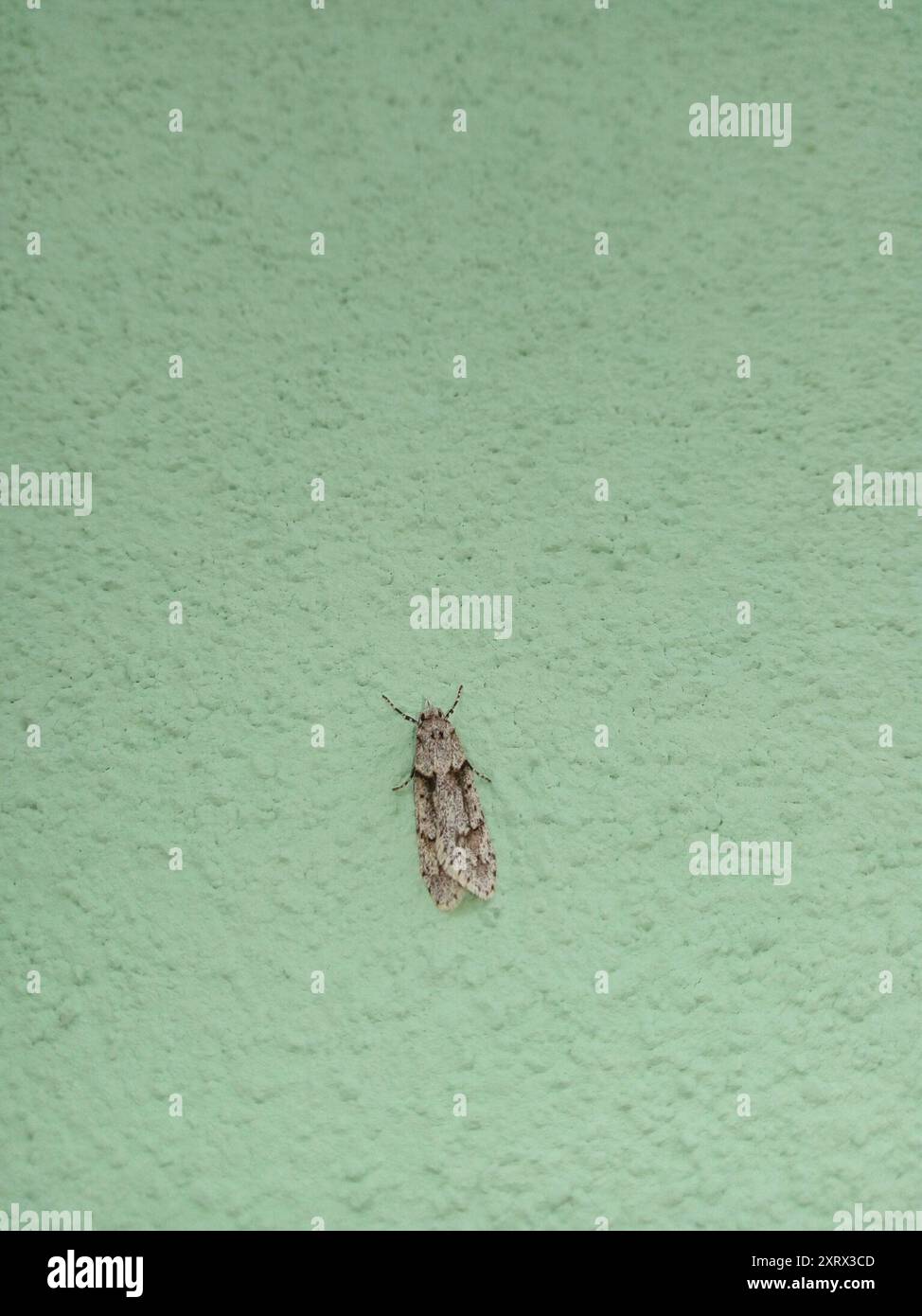 March Tubic (Diurnea fagella) Insecta Stock Photo - Alamy