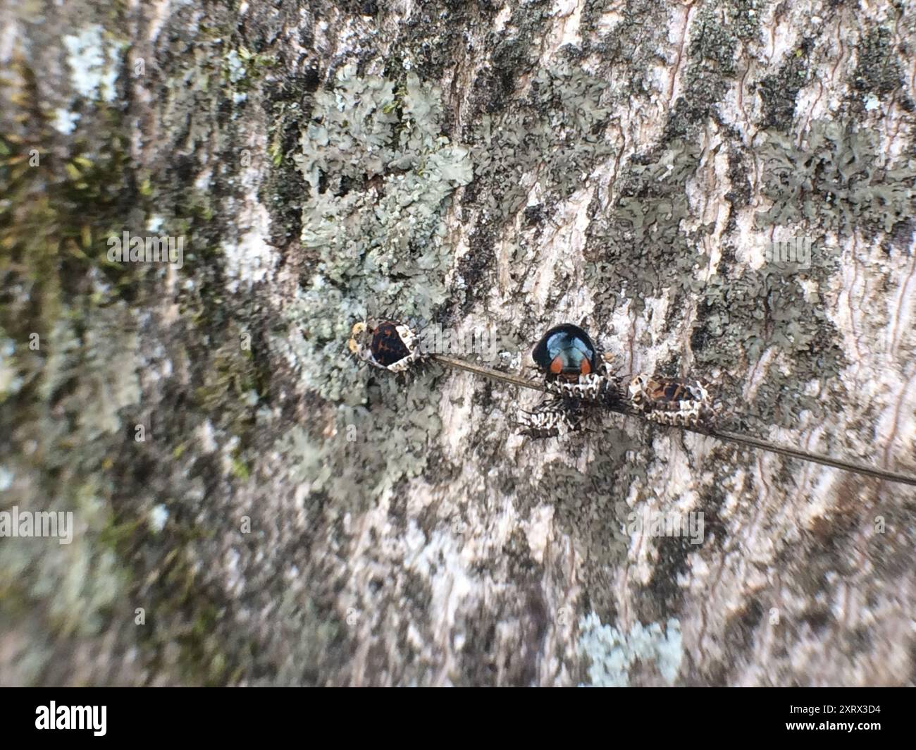 Metallic Blue Lady Beetle (Curinus coeruleus) Insecta Stock Photo - Alamy