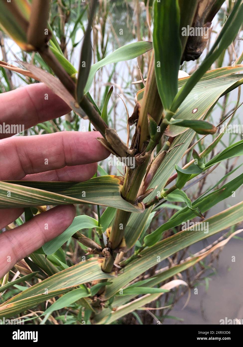 giant reed (Arundo donax) Plantae Stock Photo - Alamy