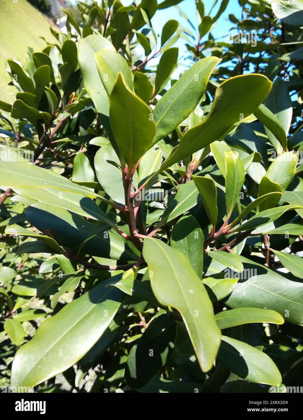 Cape beech (Rapanea melanophloeos) Plantae Stock Photo - Alamy