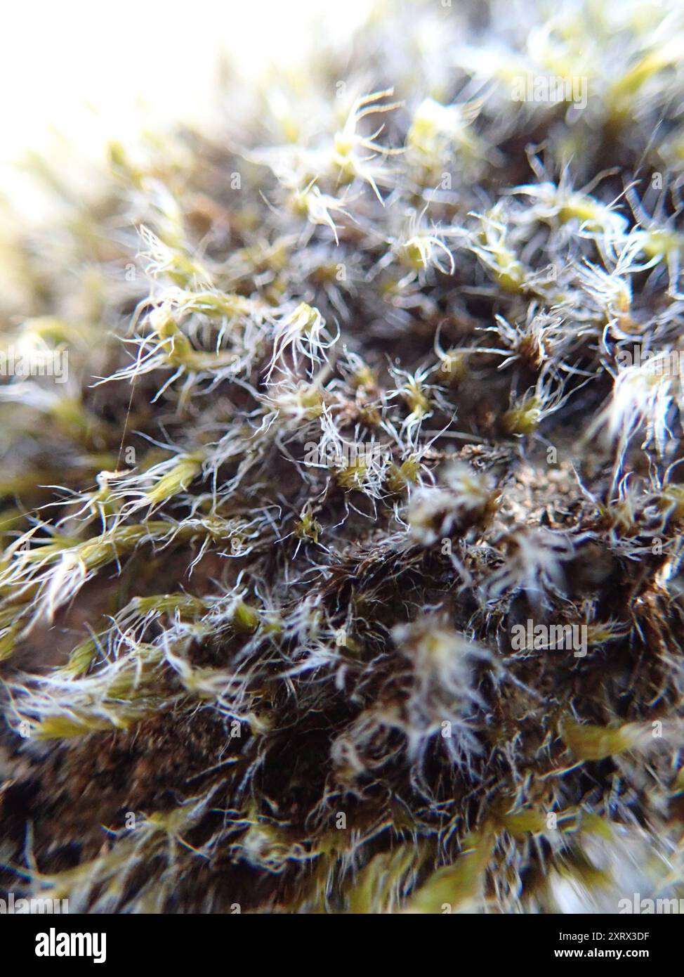 Woolly Fringe-moss (Racomitrium lanuginosum) Plantae Stock Photo - Alamy