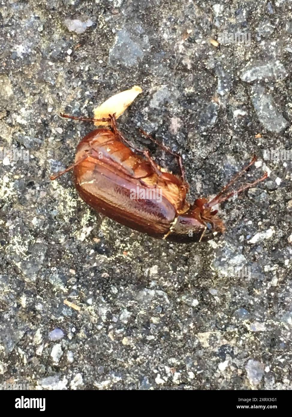 Scarabs (Scarabaeidae) Insecta Stock Photo - Alamy