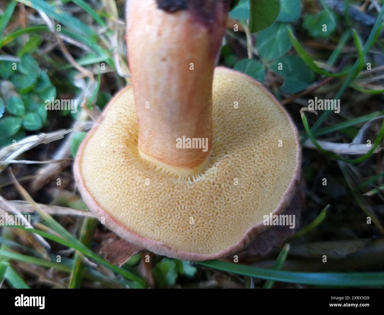 boletes (Boletaceae) Fungi Stock Photo - Alamy