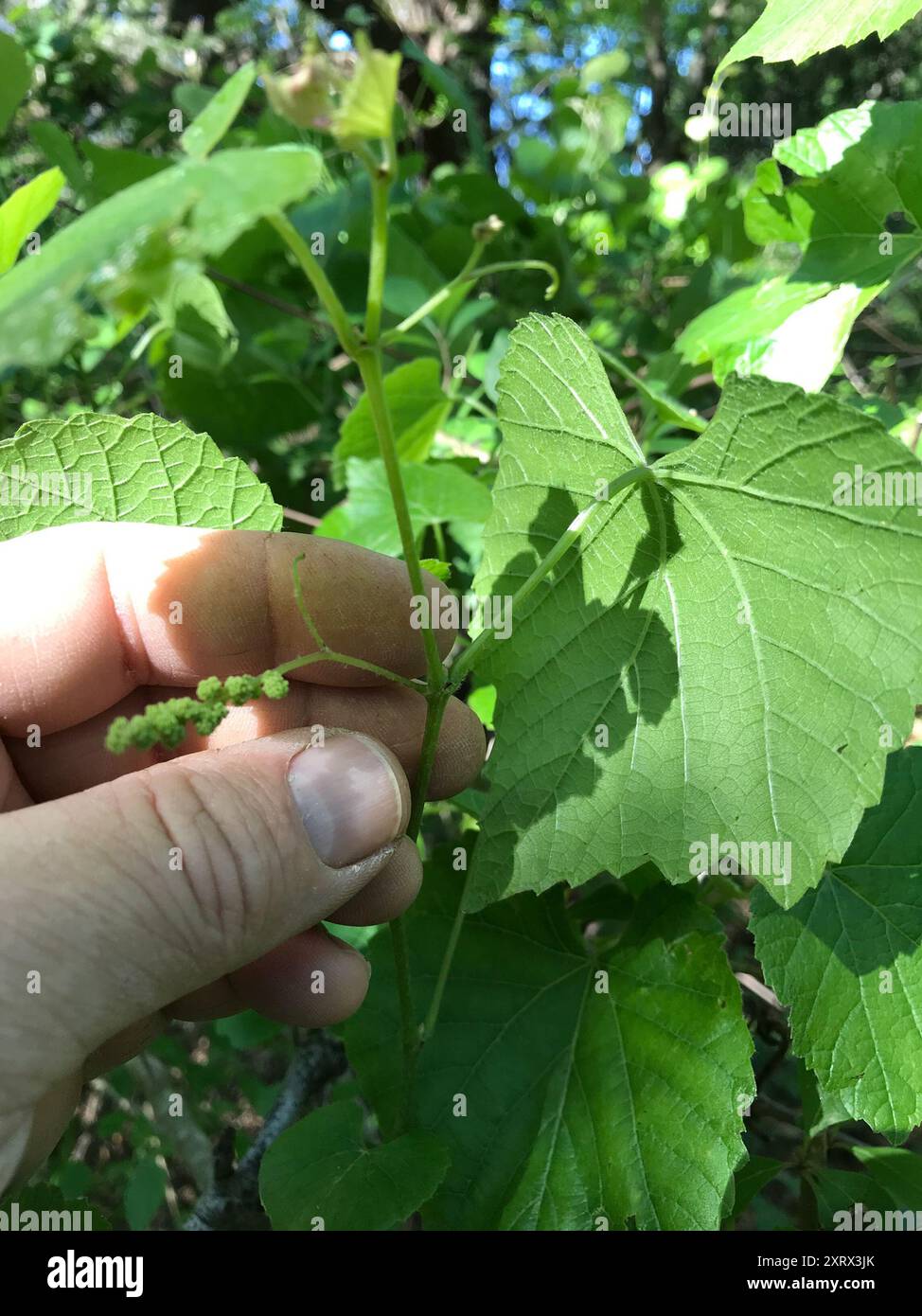 graybark grape (Vitis cinerea) Plantae Stock Photo - Alamy