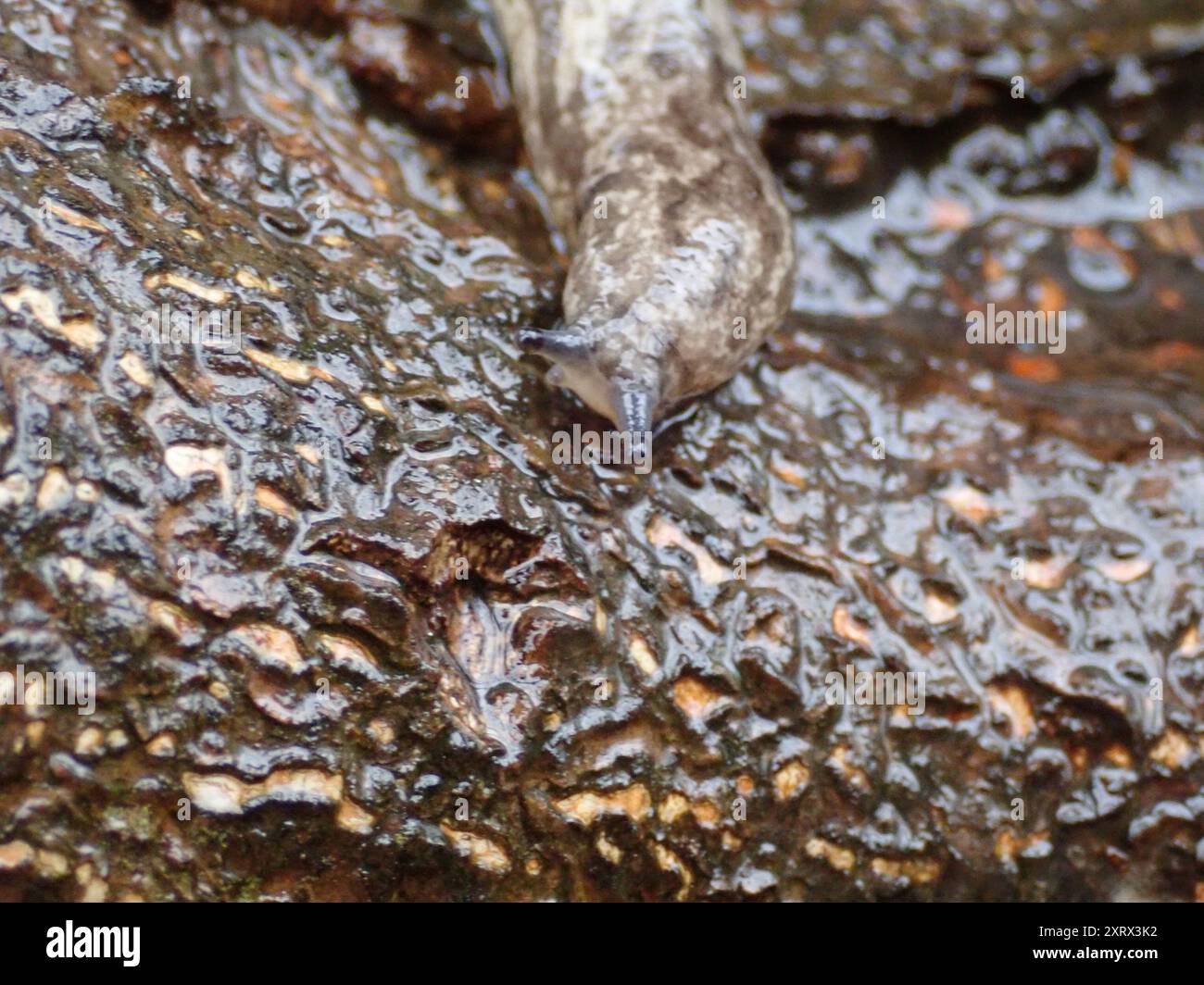 Changeable Mantleslug (Megapallifera mutabilis) Mollusca Stock Photo ...
