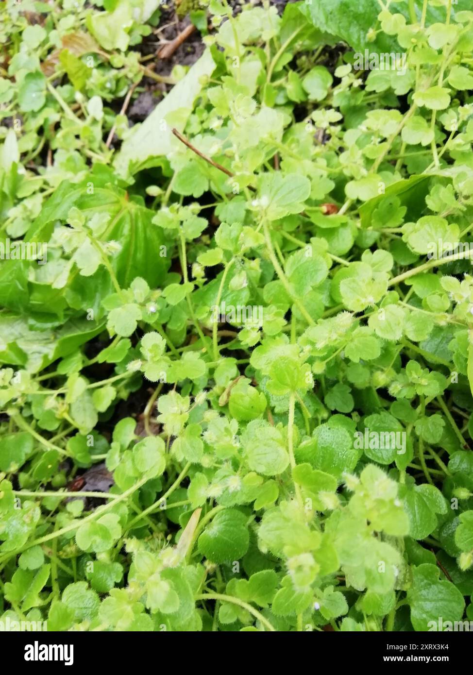 Ivy-leaved Speedwell (Veronica hederifolia) Plantae Stock Photo - Alamy