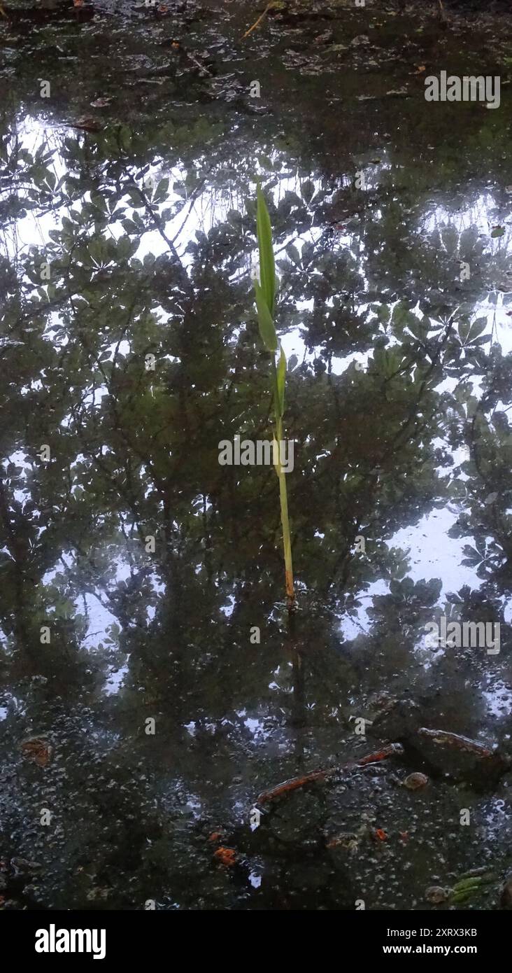 monocots (Liliopsida) Plantae Stock Photo - Alamy