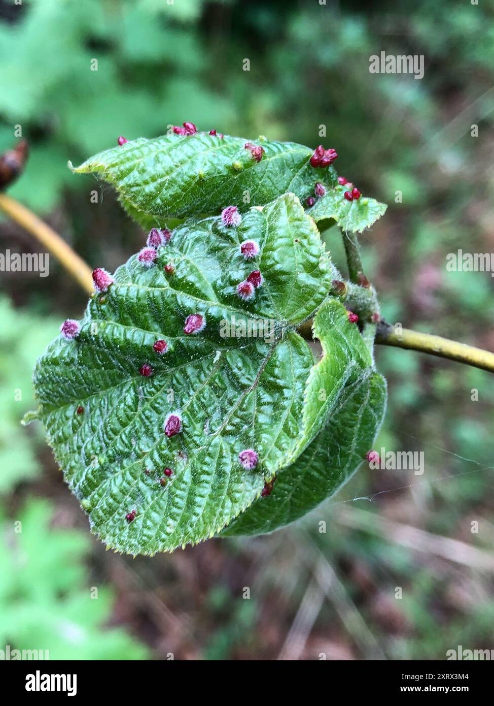 Red Nail Gall Mite (Eriophyes tiliae) Arachnida Stock Photo - Alamy
