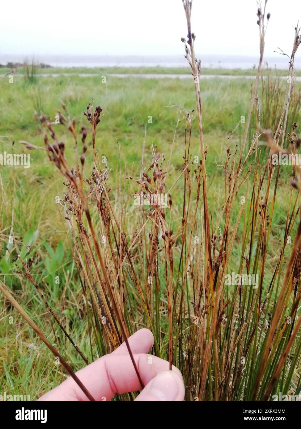 Hard Rush (Juncus inflexus) Plantae Stock Photo - Alamy