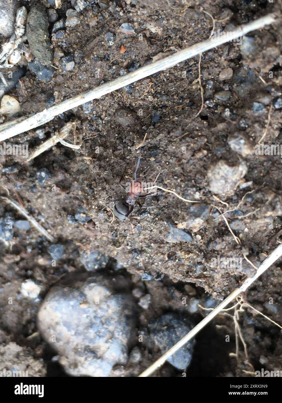 Wood, Mound, and Field Ants (Formica) Insecta Stock Photo - Alamy
