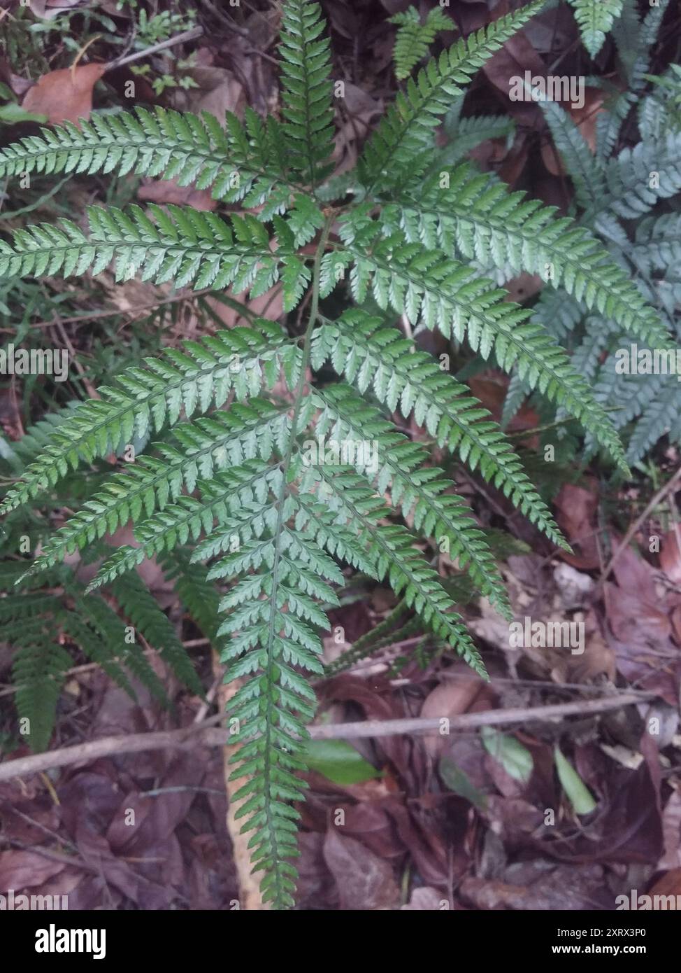 (Arachniodes rhomboidea) Plantae Stock Photo - Alamy