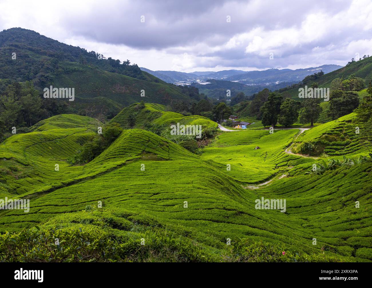 Tea plantations landscape, Pahang, Cameron Highlands, Malaysia Stock ...