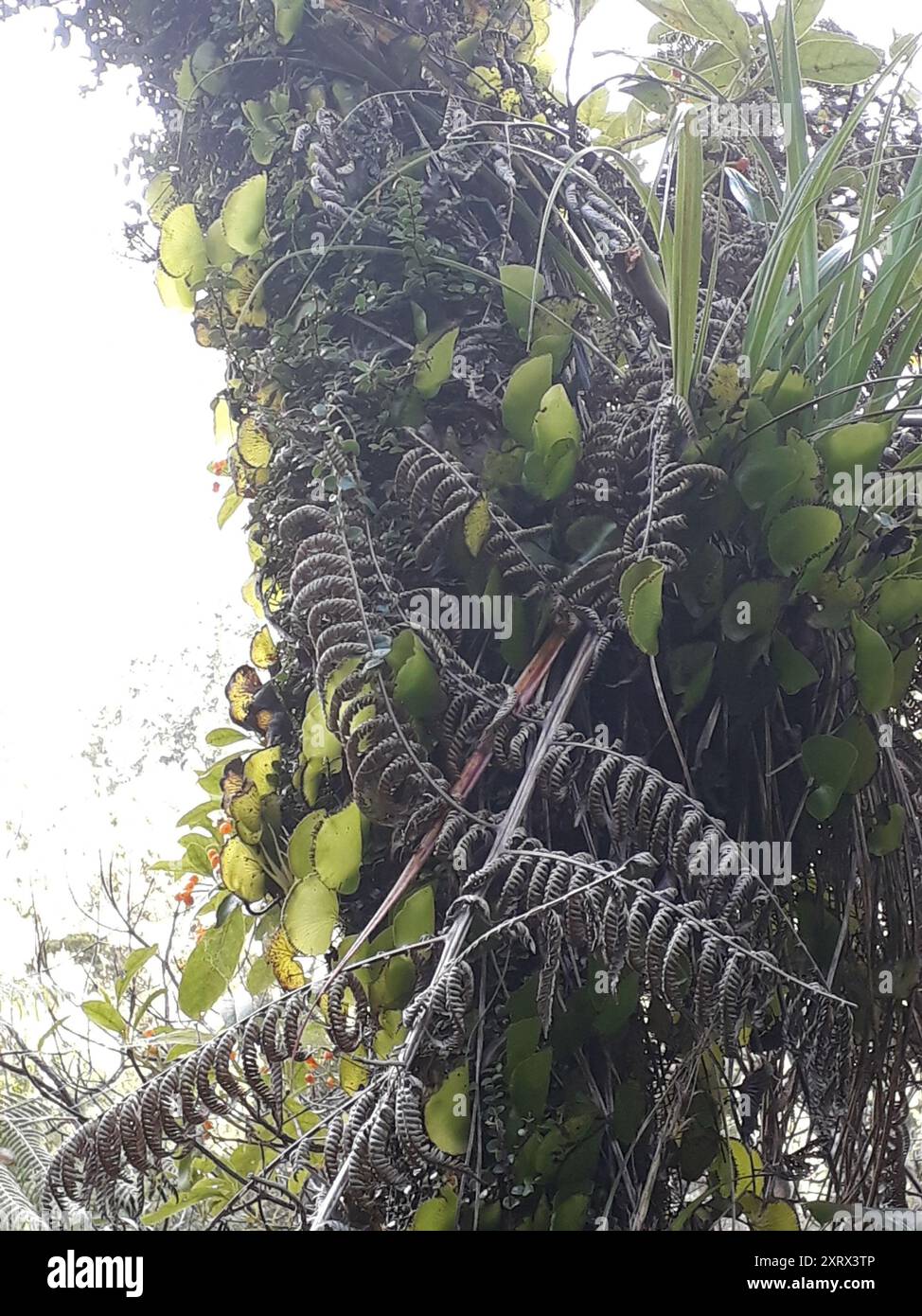 kidney fern (Hymenophyllum nephrophyllum) Plantae Stock Photo - Alamy