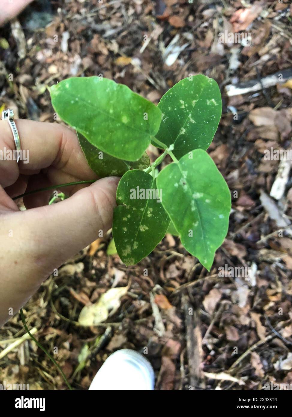 Moth Vine (Araujia sericifera) Plantae Stock Photo - Alamy