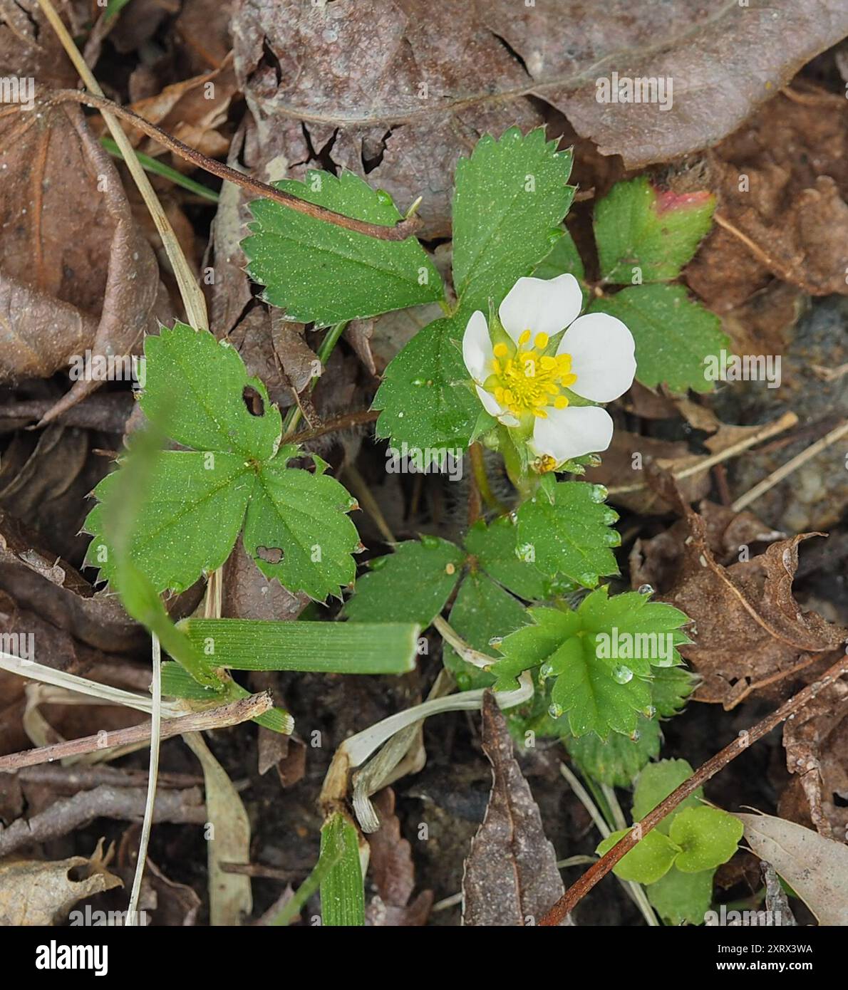 Virginia strawberry (Fragaria virginiana) Plantae Stock Photo - Alamy