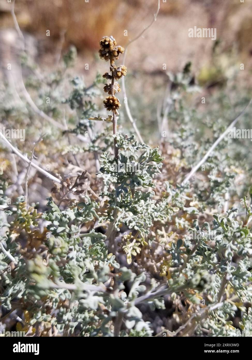 Burrobush (Ambrosia dumosa) Plantae Stock Photo - Alamy