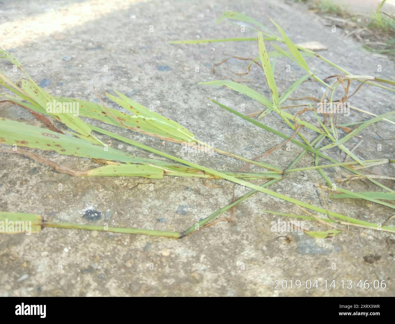 panic veldtgrass (Ehrharta erecta) Plantae Stock Photo - Alamy