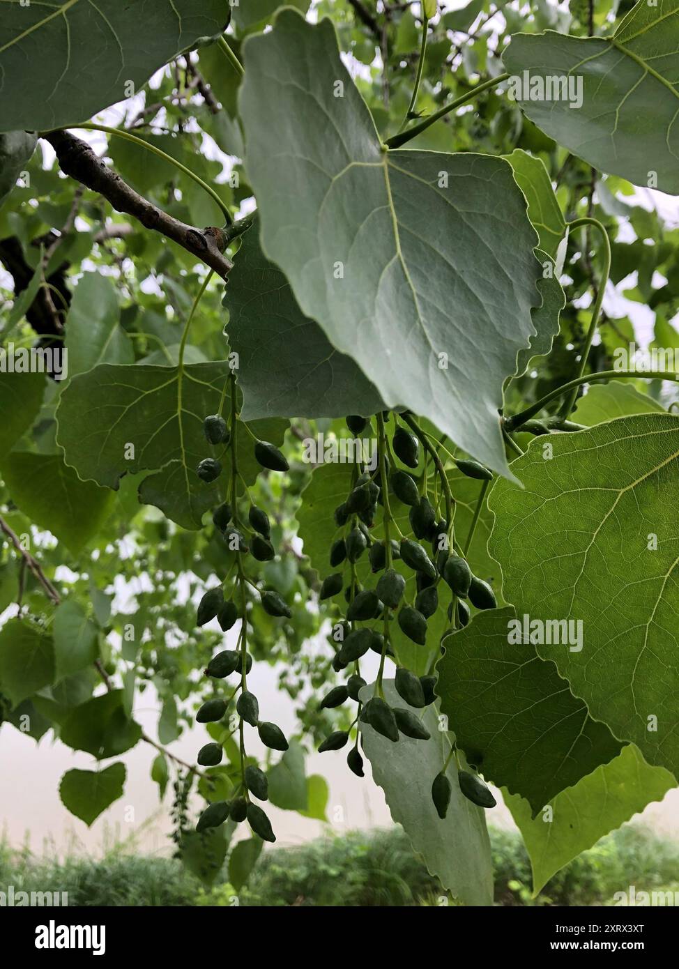 Eastern Cottonwood (Populus deltoides) Plantae Stock Photo - Alamy