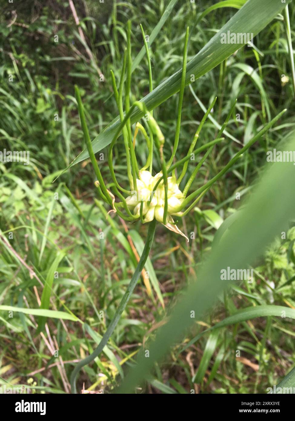 Canadian Meadow garlic (Allium canadense) Plantae Stock Photo - Alamy