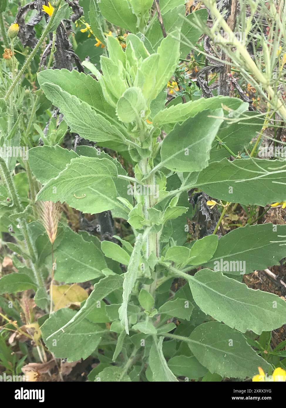 Telegraphweed (Heterotheca grandiflora) Plantae Stock Photo - Alamy