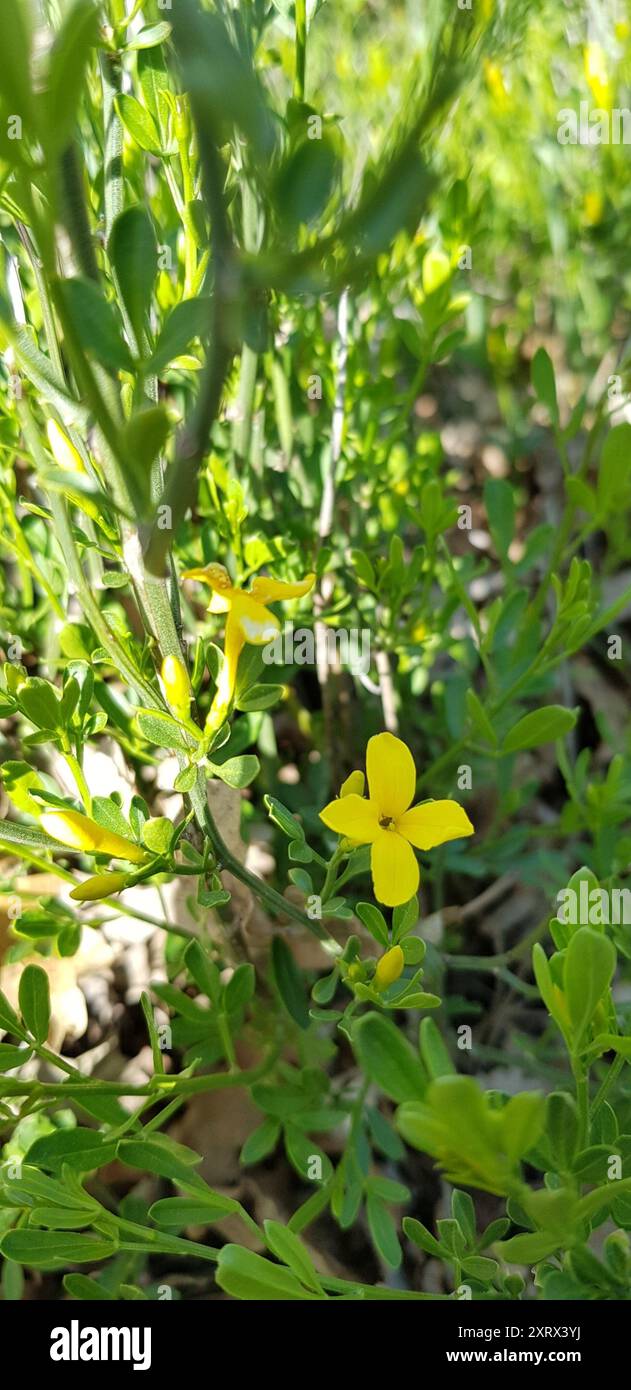 Wild Jasmine (Chrysojasminum fruticans) Plantae Stock Photo - Alamy